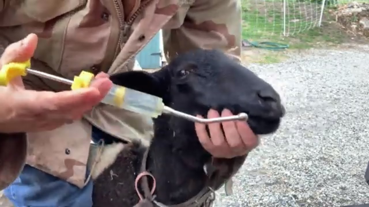 Deworming Sheep On A Small Farm - YouTube