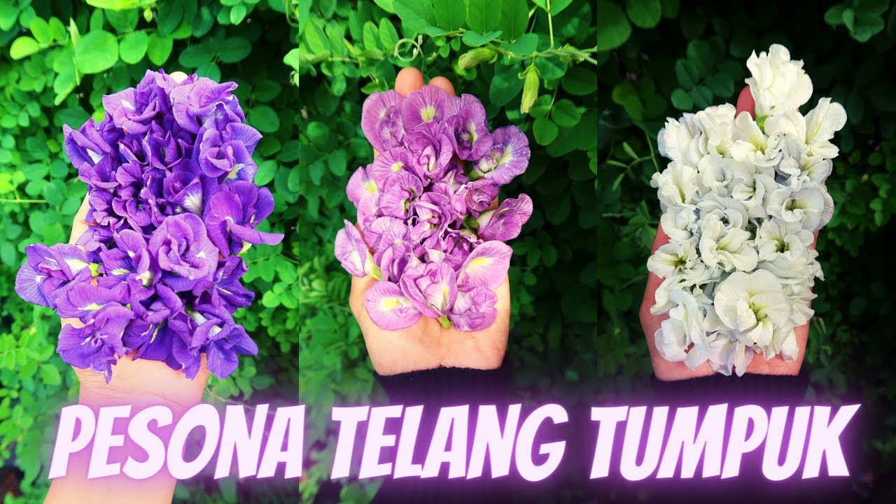 Ep.124 Pesona bunga telang tumpuk, Perubahan kebun bawah setelah diberi ...