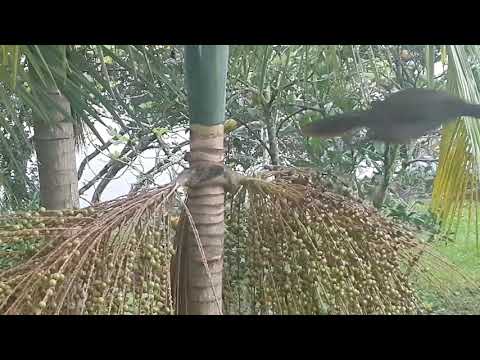 ARACUÃ  ou (GALINHA DO MATO)