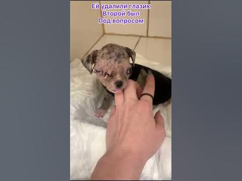#чихуахуа - YouTube