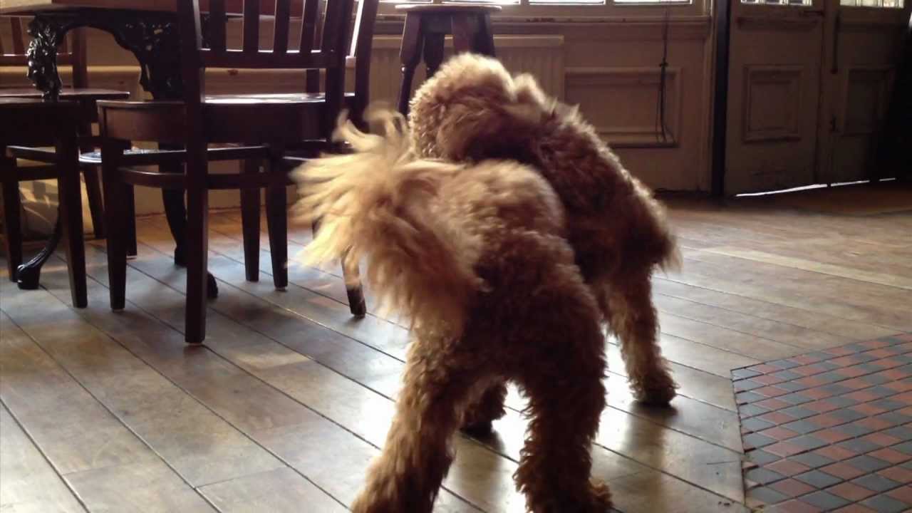 Animal Pub - YouTube