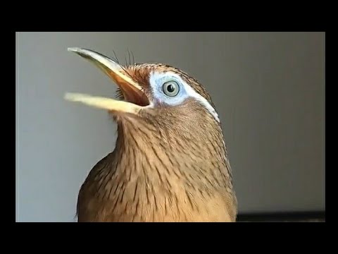 burung sultan tanpa sangkar | masteran burung hwamey gacor - YouTube