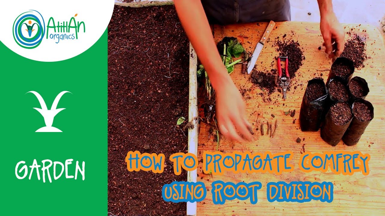 How To Propagate Comfrey Using Root Division | Comfrey Planting ...