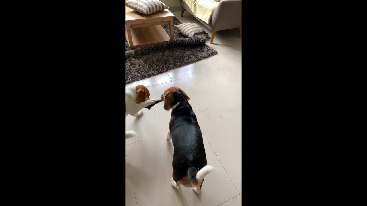 Two Adorable Beagles Fight Each Other For A Sock - YouTube