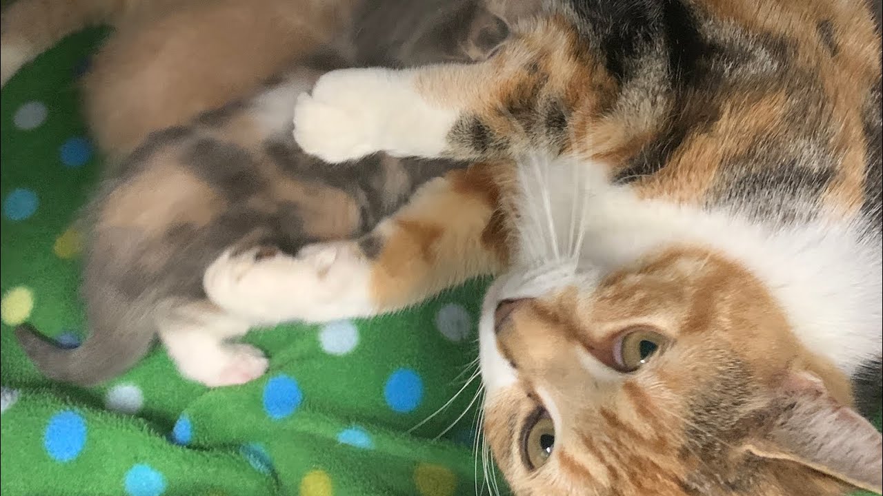 Gorgeous Calico Mama Cat Had the Most Beautiful Kittens and Each Baby ...