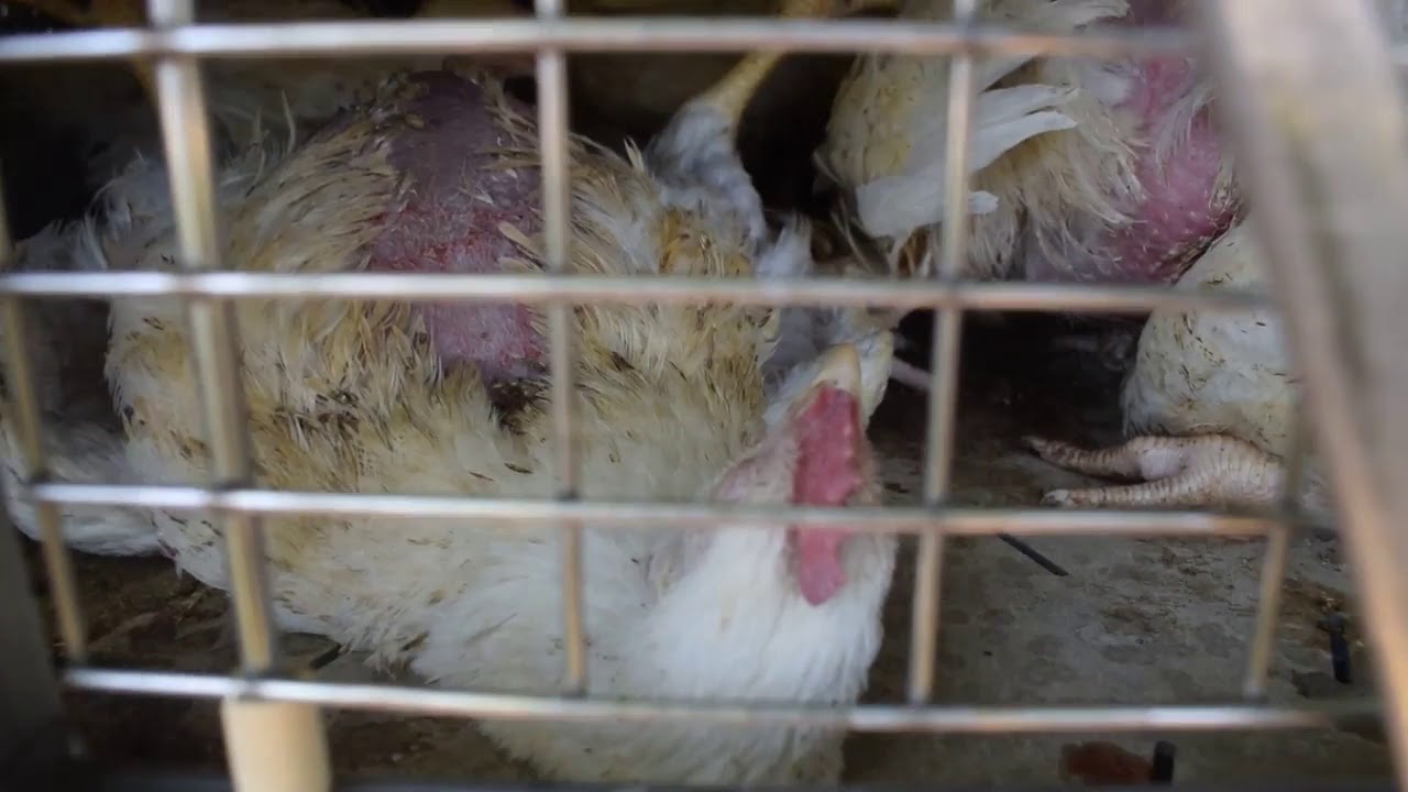 Helpless chicken at Kornhorn Chicken Save - YouTube