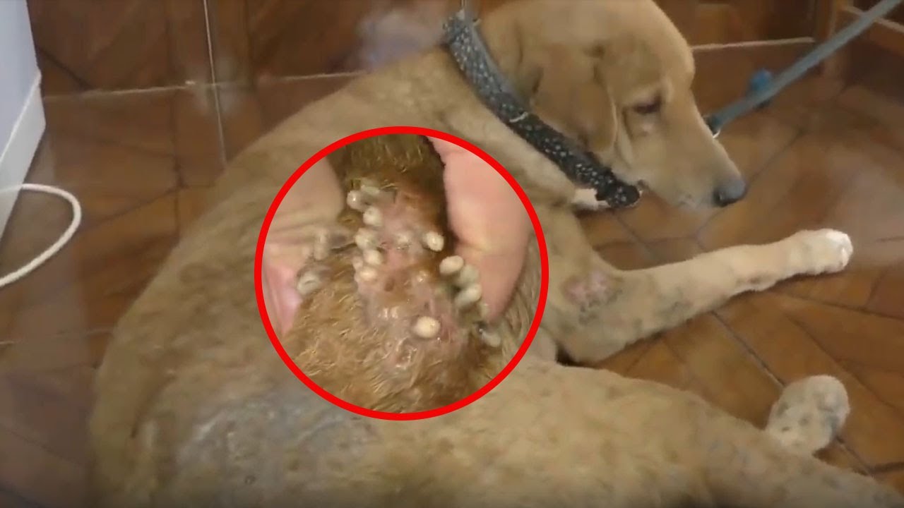 Heartbreaking Rescue: Puppy Infested with Botfly Larvae Gets Life ...