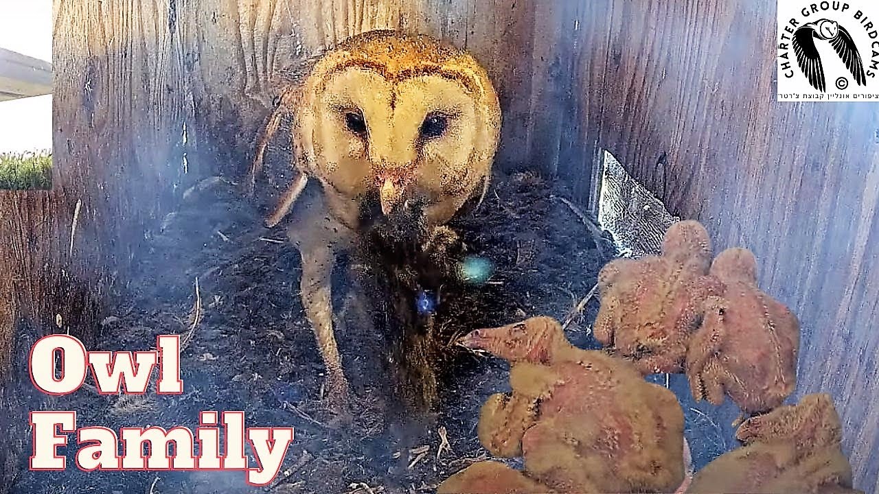 Meet The Adorable Barn Owl Family Of 5 Cute Babies And Their Loving Mom ...