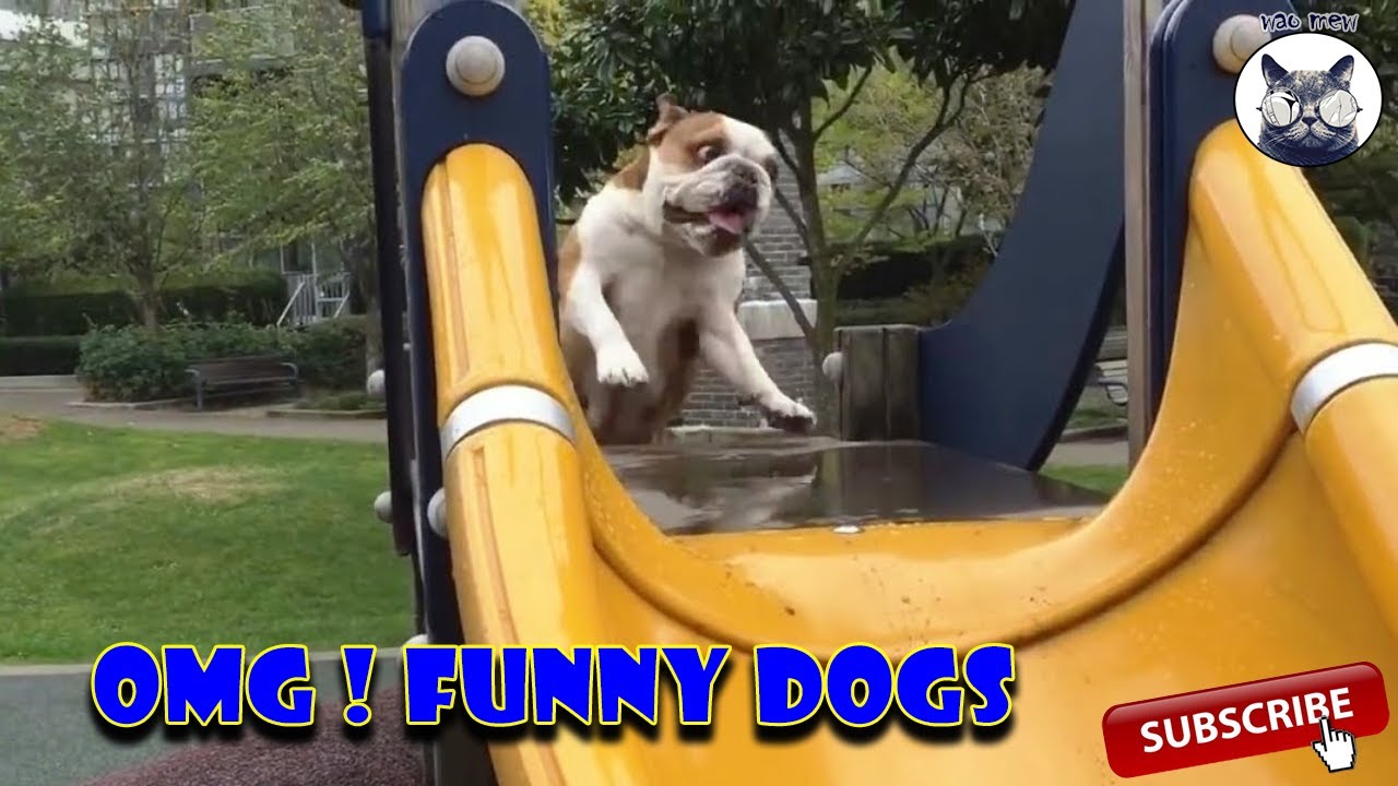 Lovely moments with dogs, a compilation of happy dogs🥰🥰🥰 - YouTube