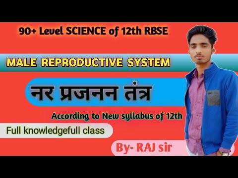MALE REPRODUCTIVE SYSTEM. Human reproduction. Vas difference, pennis ...
