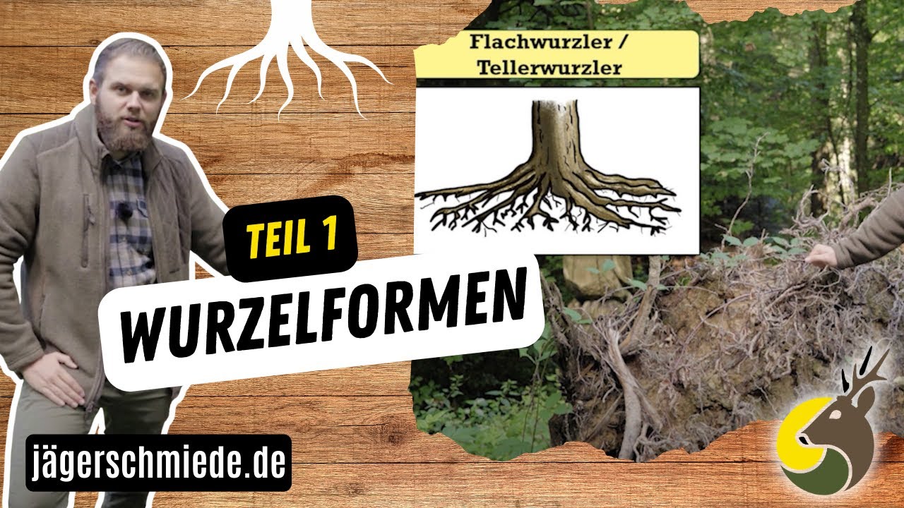 Wurzelformen (Teil 1/2) - YouTube