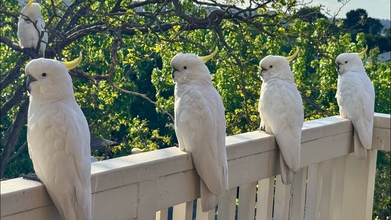 Wild Cockatoo Bird Adventures | Good Morning Australia!! ️ ️ ️ - YouTube