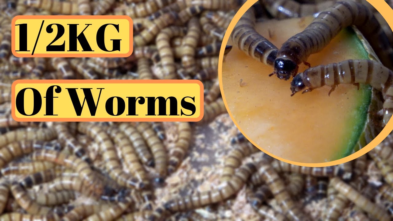 Breeding Feeders, Morio Worms - YouTube