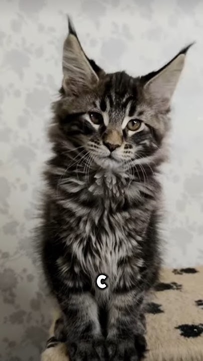 5 самых красивых пород кошек🙀 Cat котики подпишись Youtube