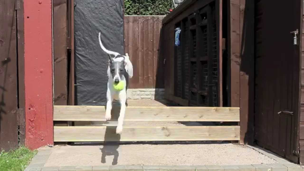 working whippet training pt4 - YouTube