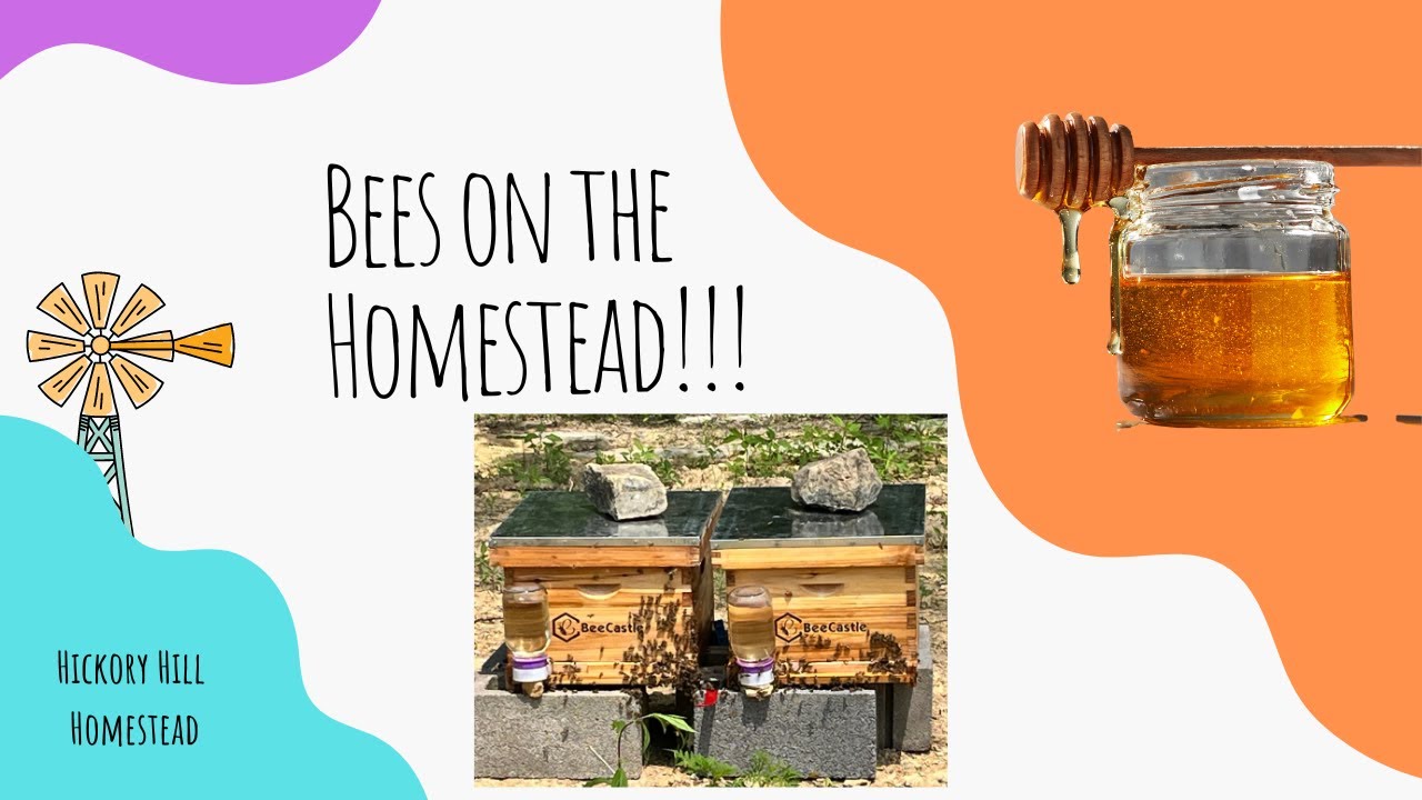 Bees on the homestead! First time beekeeper - YouTube