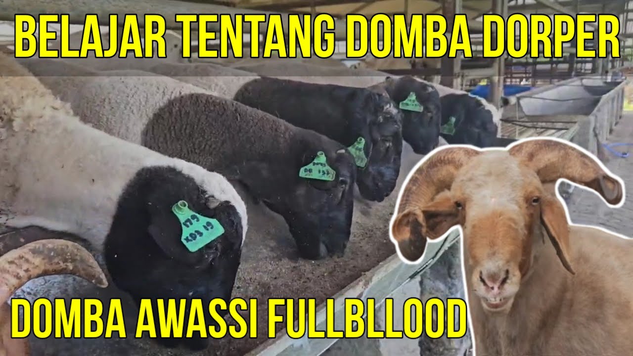 BELAJAR LEBIH DETAIL TENTANG DOMBA DORPER DAN DOMBA AWASSI FULLBLLOOD ...