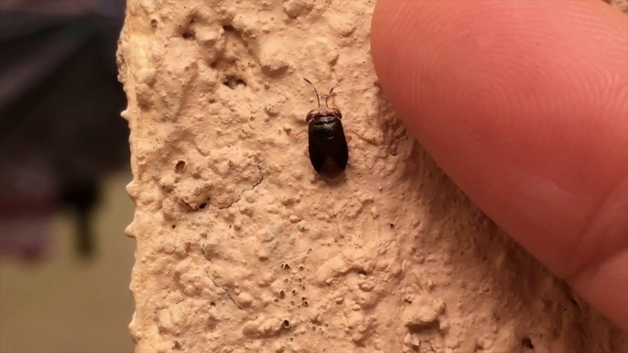 Big-eyed Bug | clip#85 | AnnLazaro - YouTube