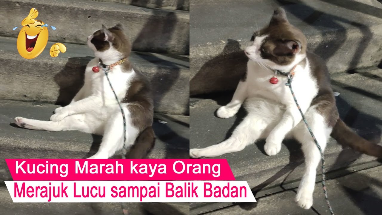 BENERAN LUCU/ kucing Marah Lucu sampai Manyun Merajuk balikin Badan ...