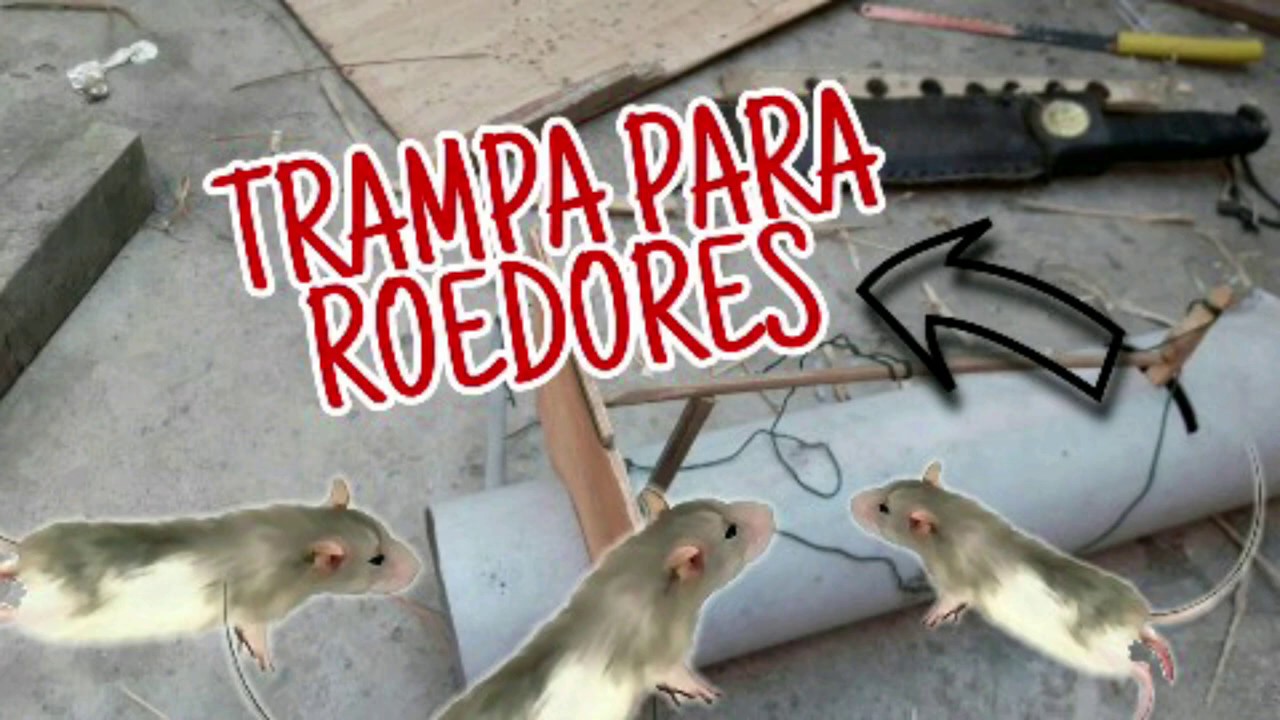 TRAMPA PARA ROEDORES, RATA Y PERICOTES - YouTube
