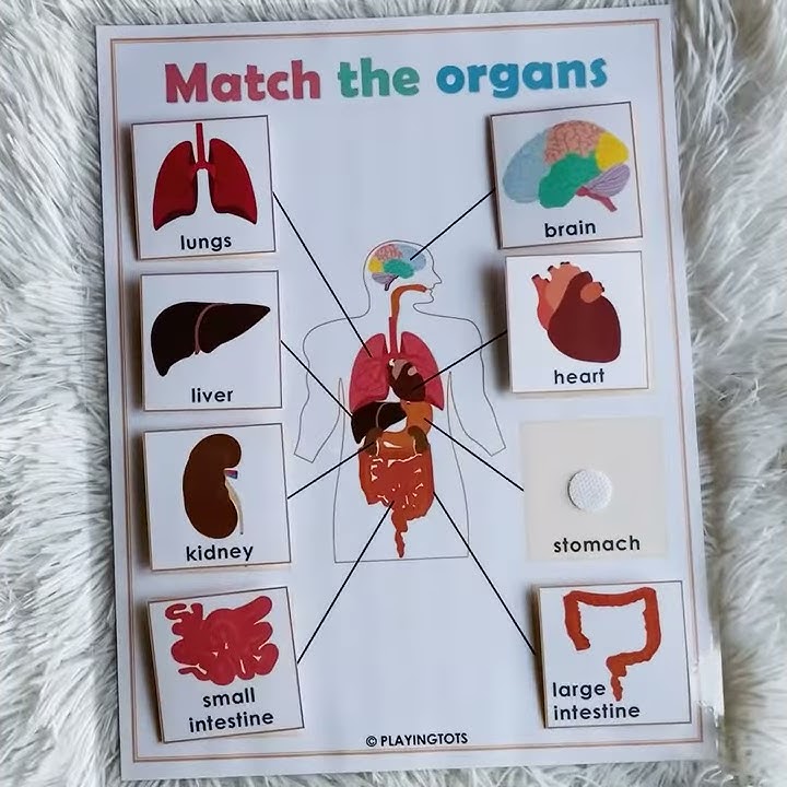 Body Organs Matching Activity, Human Anatomy, Activity Binder, Learning ...