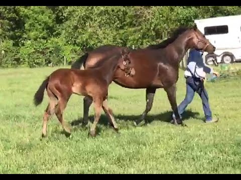 2023 AQHA Colt - DGS Replicated x Too Sleepy To Give A Zip - About 45 ...