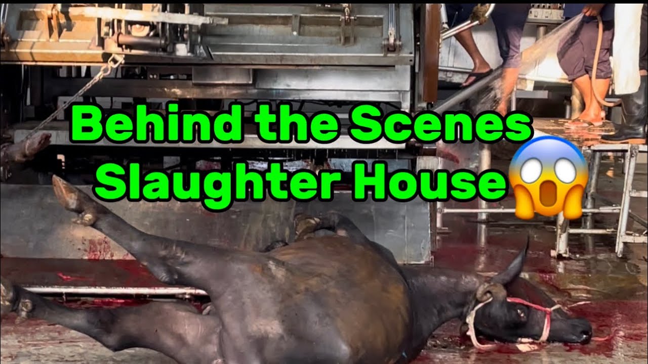 How Slaughter House Works | Slaughter House Engineering Pakistan ...