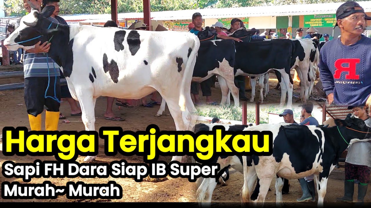Harga Terjangkau!!Sapi FH Dara Siap IB Harga Anjlok Sapi Super Murah ...