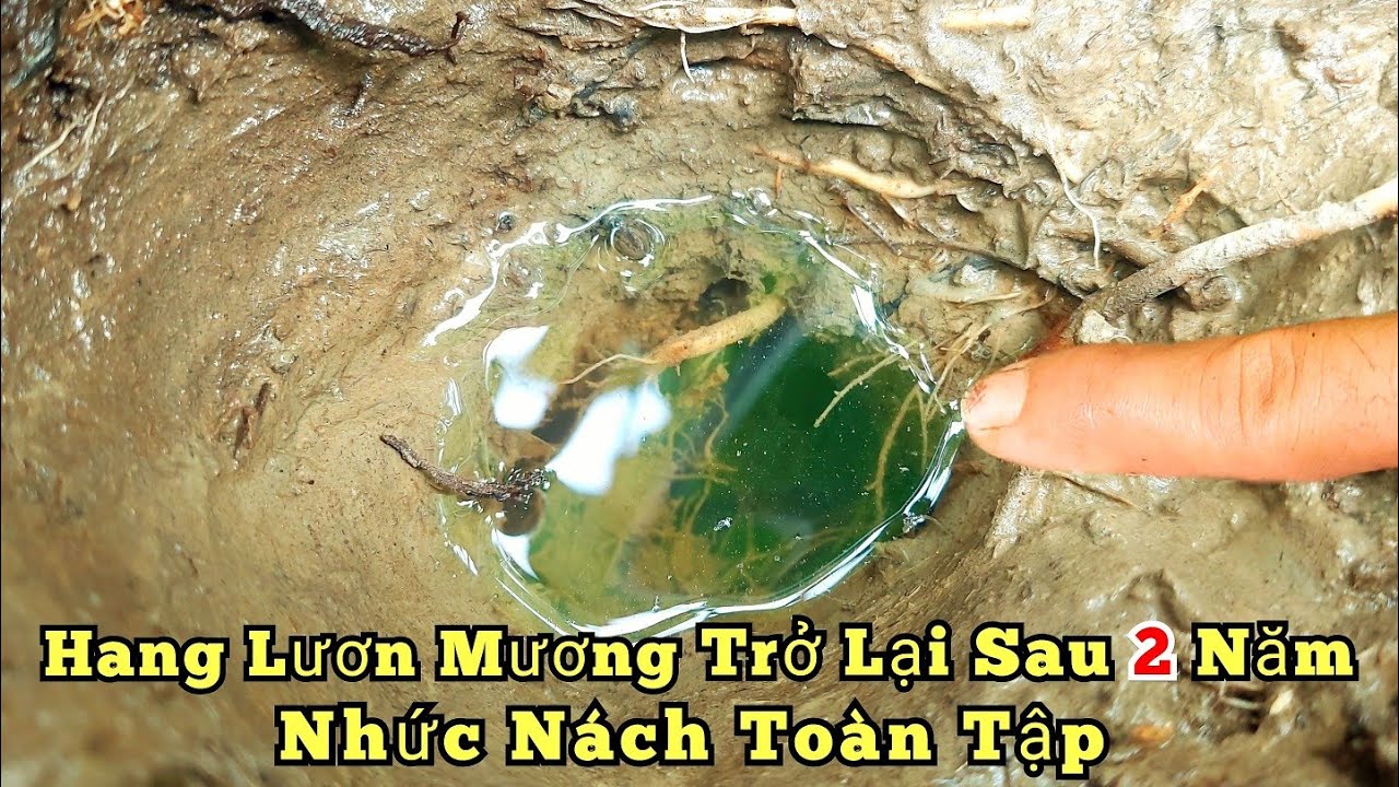 Câu lươn mương_Trở lại sau 2 năm_Nhức nách toàn tập_tập540//Ditch eel ...