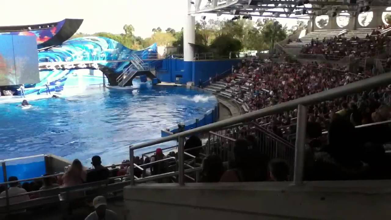 Shamu at Seaworld Florida - YouTube