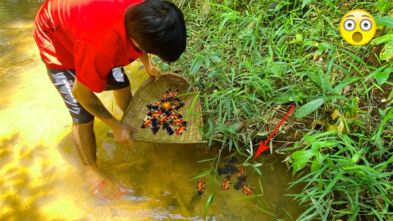 Amazing Monster Fish, Turtle Baby, Gold Fish, Betta Fish in the River ...