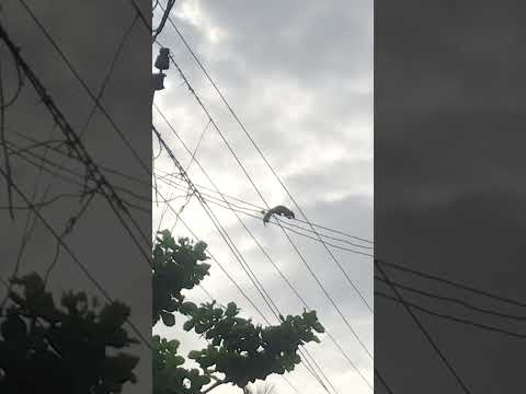 Squirrel Electrocution Caught on Camera || Peek A Peak || - YouTube