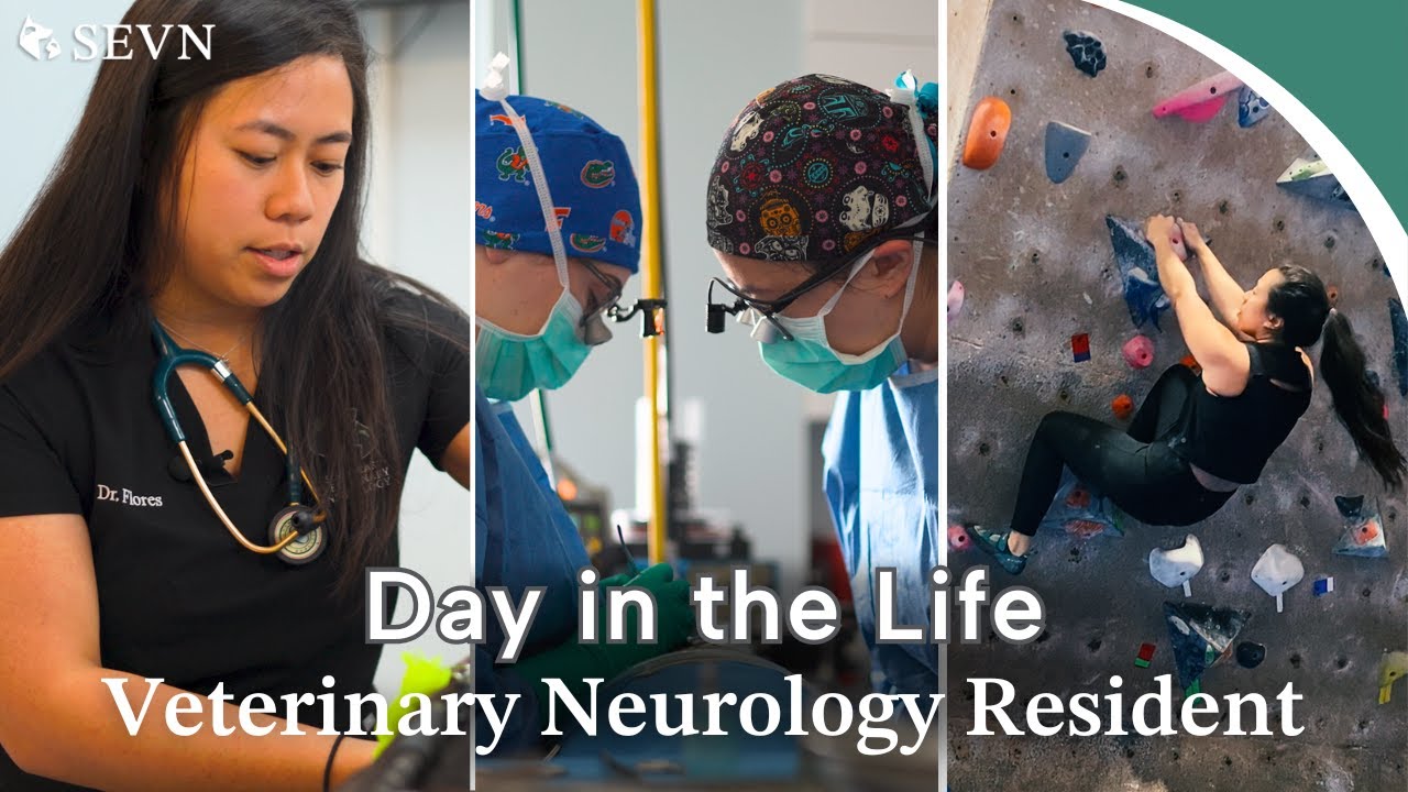 A Day in the Life of a Veterinary Neurology Resident || Dr. Flores ...
