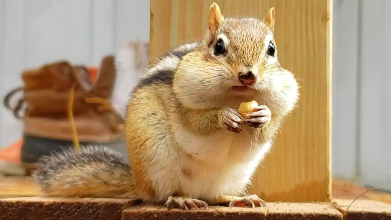 출산이 임박해 보이는 다람쥐 주니 Pregnant Chipmunk Joony's About To Give Birth - YouTube