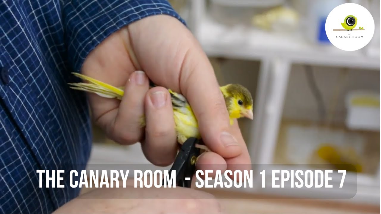 The Canary Room - Season 1 EPISODE 7 - YouTube