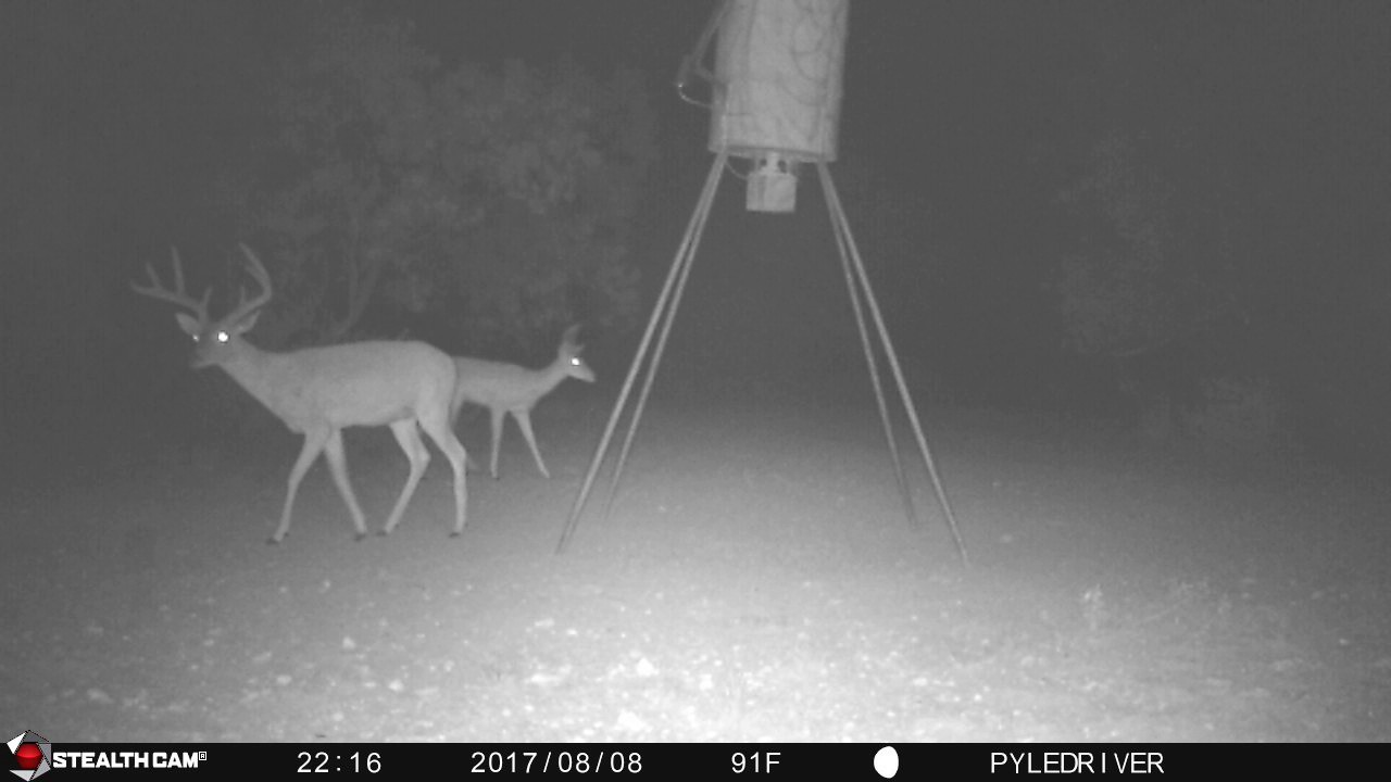 Pyle Ranch Deer - YouTube