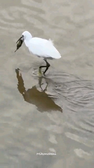 Maybe, Maybe Maybe... #animals #coolanimals #wildlife - YouTube