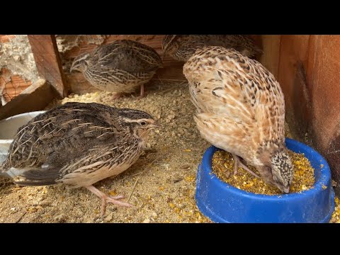 Codornas comendo pela manha ração de postura e quirela - YouTube