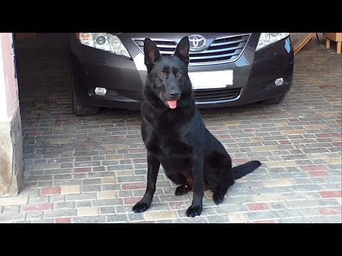 Знакомьтесь, Блэк.😎 Восточноевропейская овчарка 1 год. East European Shepherd Dog 1 year.