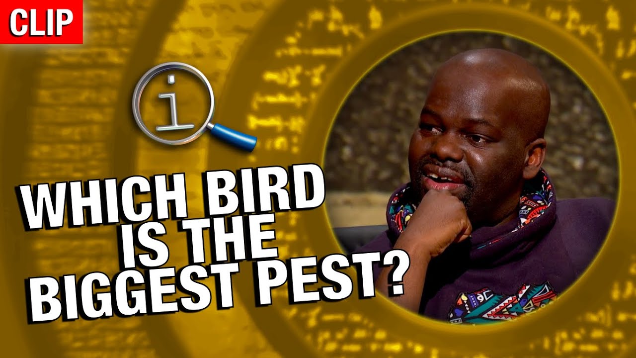 QI | Which Bird Is The Biggest Pest? - YouTube