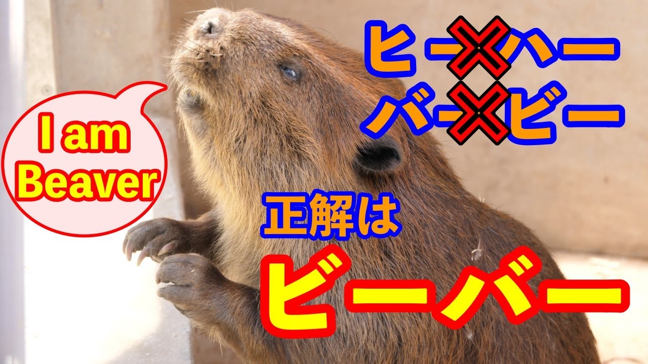 こんにちは！ビーバーさん Hello Beaver - YouTube