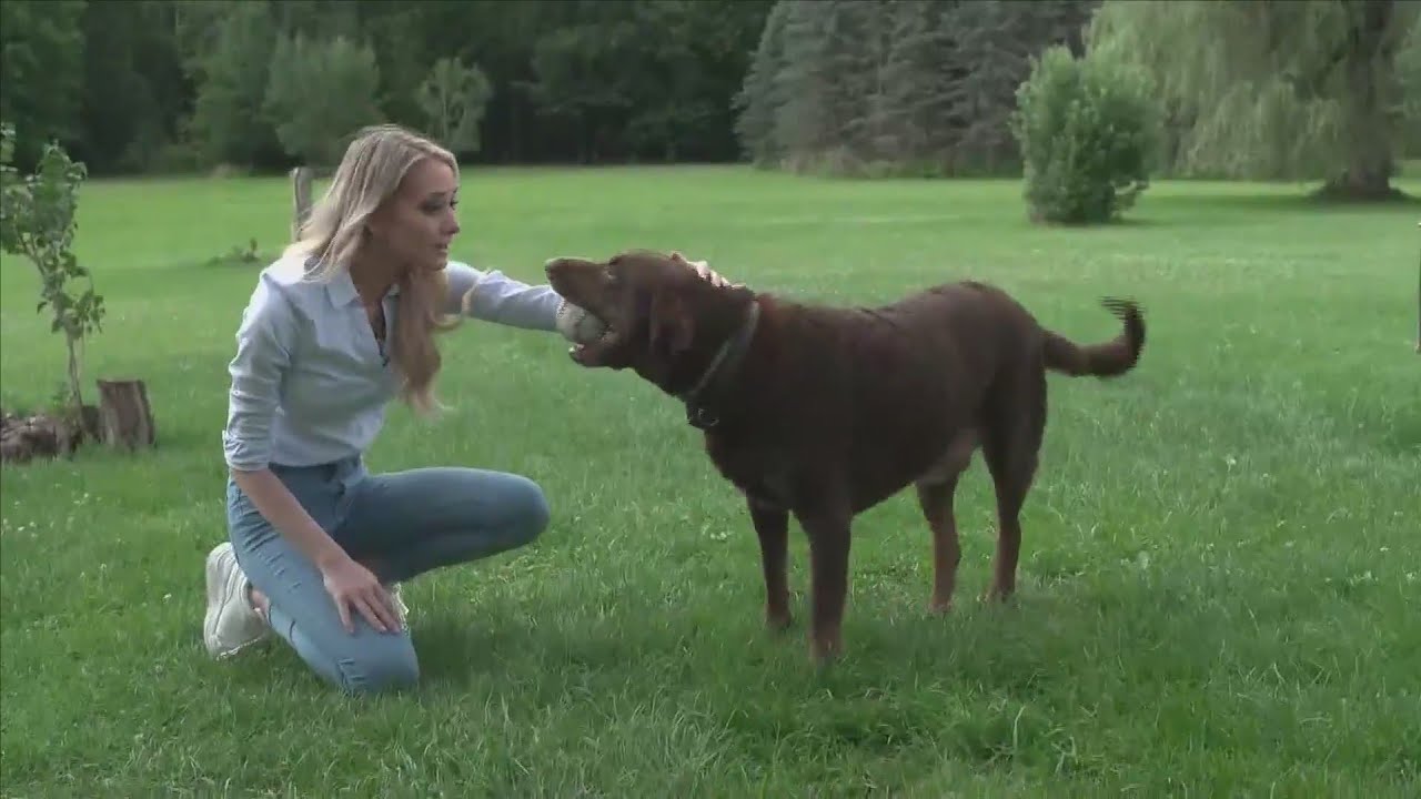 How Tucker the Chocolate Lab helped capture a homicide suspect who ...