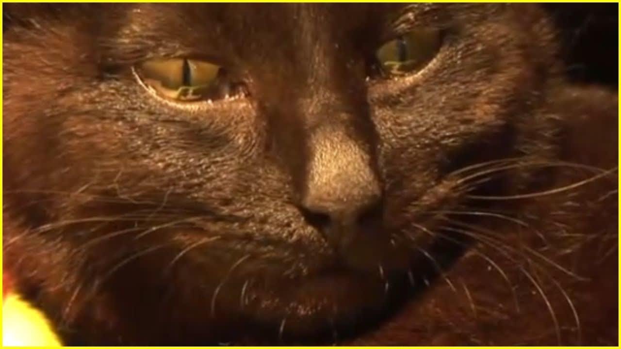 Dévastée après avoir perdu ses chatons, cette chatte pleure quand on ...
