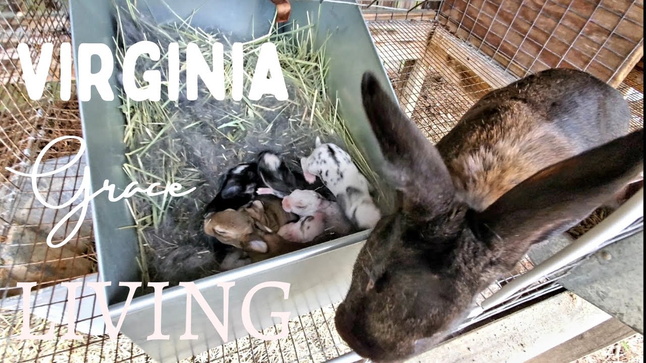 One Week Old New Zealand Rabbit Kits! - Baby Bunny Update | Virginia ...