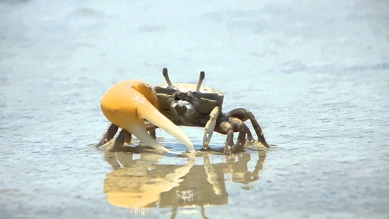 Big claw sand crab, feeding in swamp water. - YouTube
