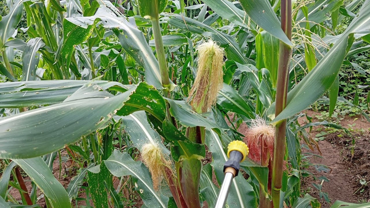 How you can get rid of caterpillars and Beatles from your maize or corn ...