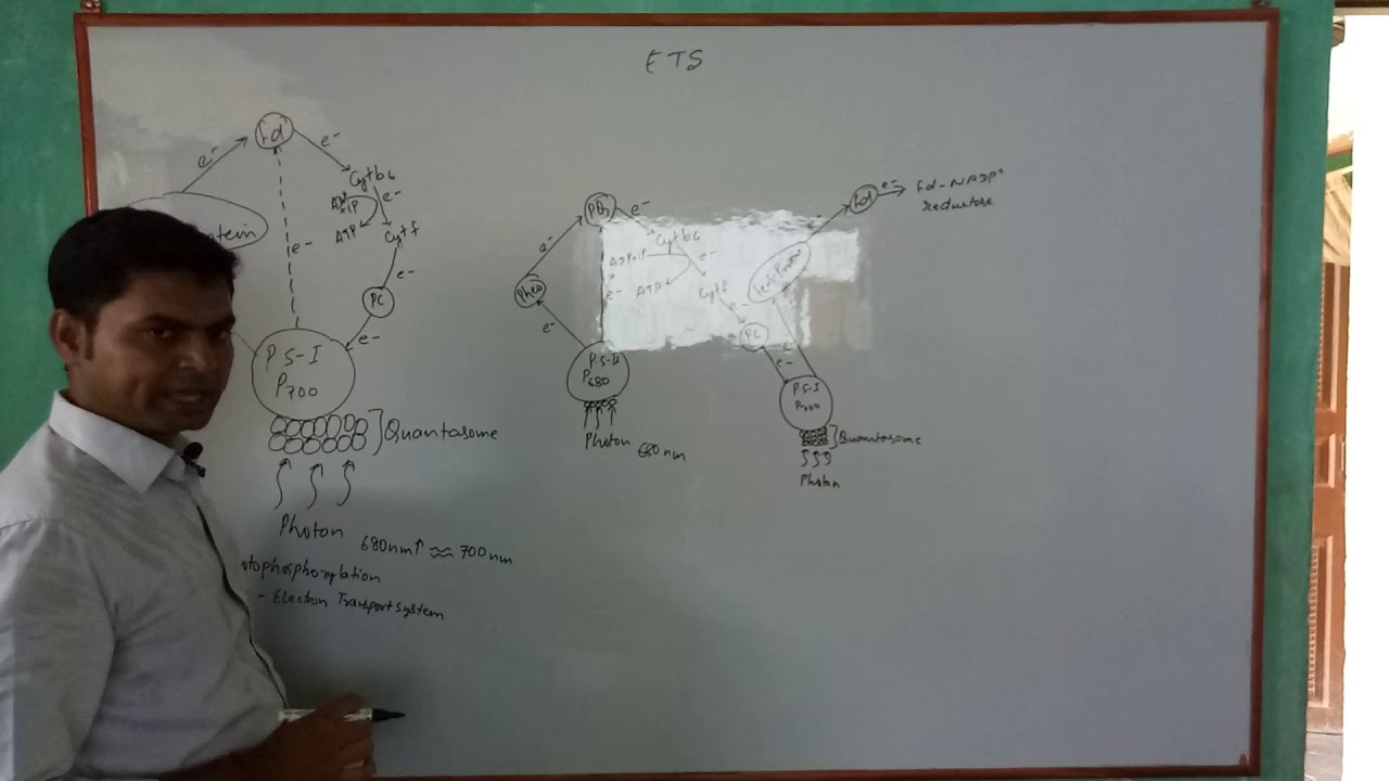 Photosynthesis | ETS-electron transport system in plants | - YouTube