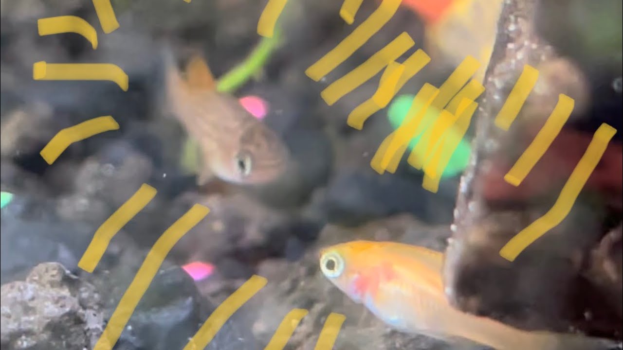 HYBRID PLATY/SWORDTAIL Babies 55 gallon fish tank - YouTube