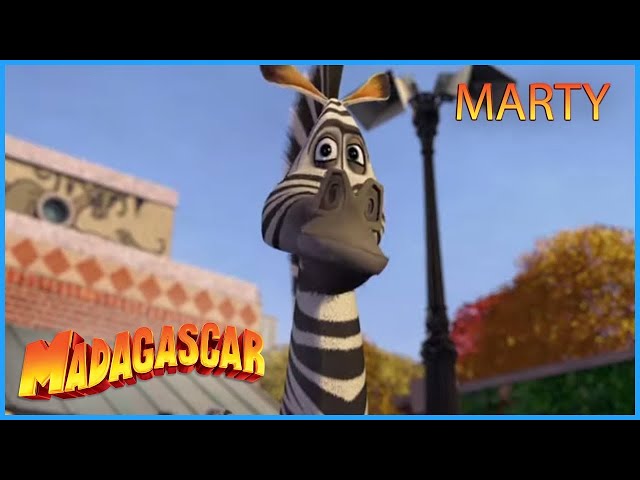 Madagascar Zebra Face