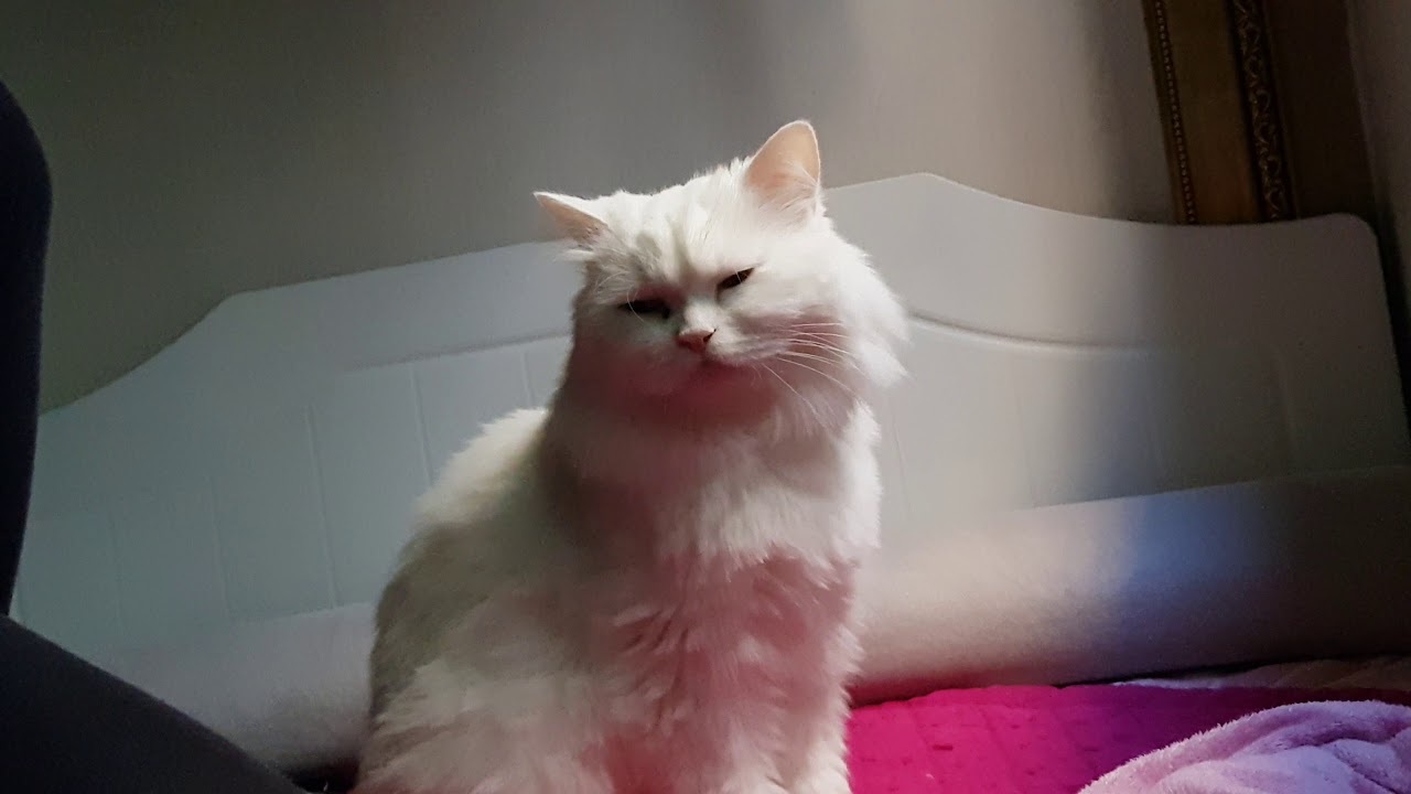 #008 나른한 뚱이의 오후 - YouTube